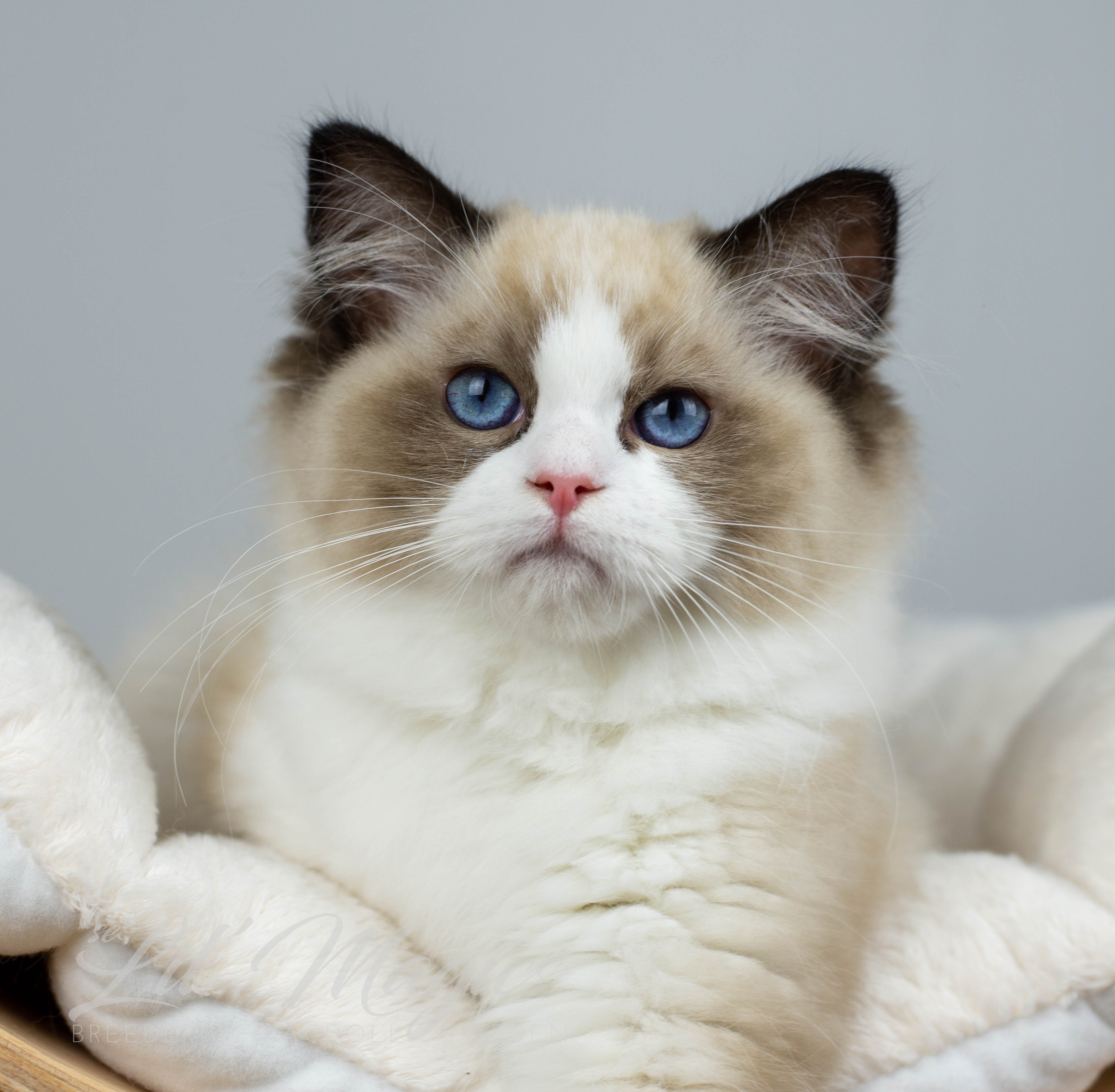 Flippan-2 – SE*LIL'MAGICS